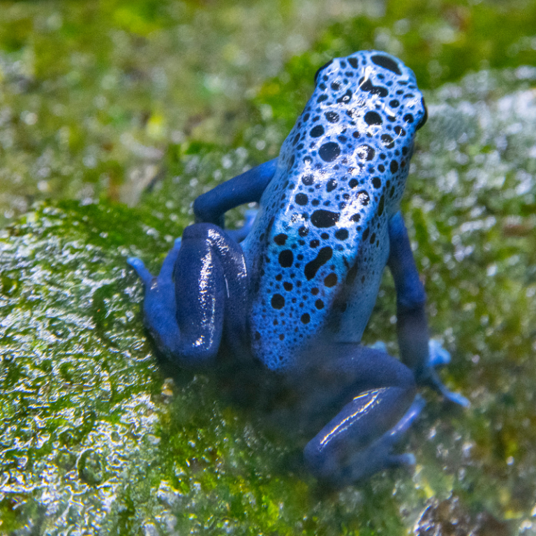 How Can I Tell If A Frog Is Poisonous? (Tell-tale Sign) - Petrapedia