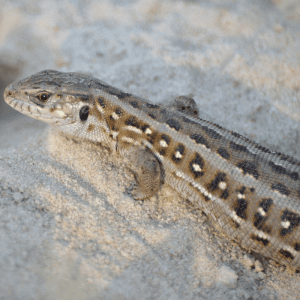 Why Don't Snakes Have Legs? - Petrapedia