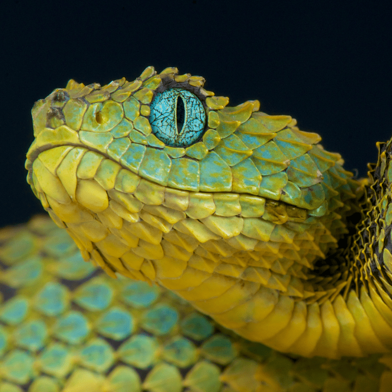 Viper Snake Eyes