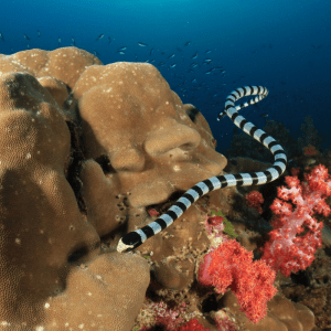 Are Snakes Real? (Let's Find Out) - Petrapedia