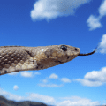 Can Snakes Fly? (Five Different Species) - Petrapedia