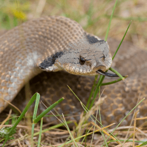 Hognose Snake Information - Petrapedia