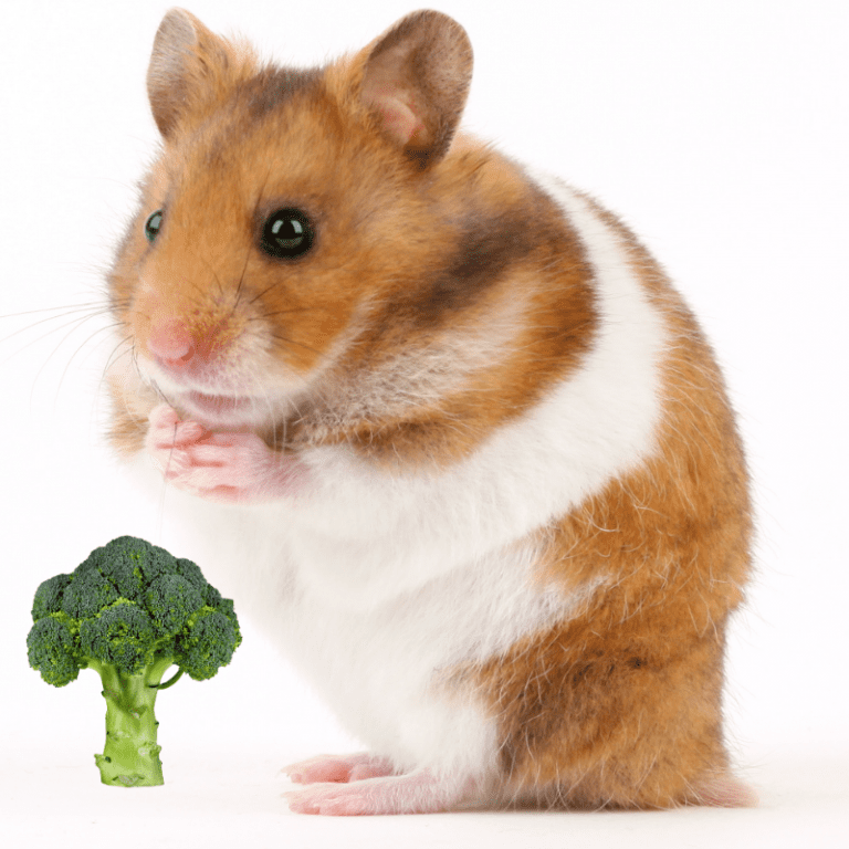 Can Hamsters Eat Broccoli? (Best Served, Feeding Amount) - Petrapedia