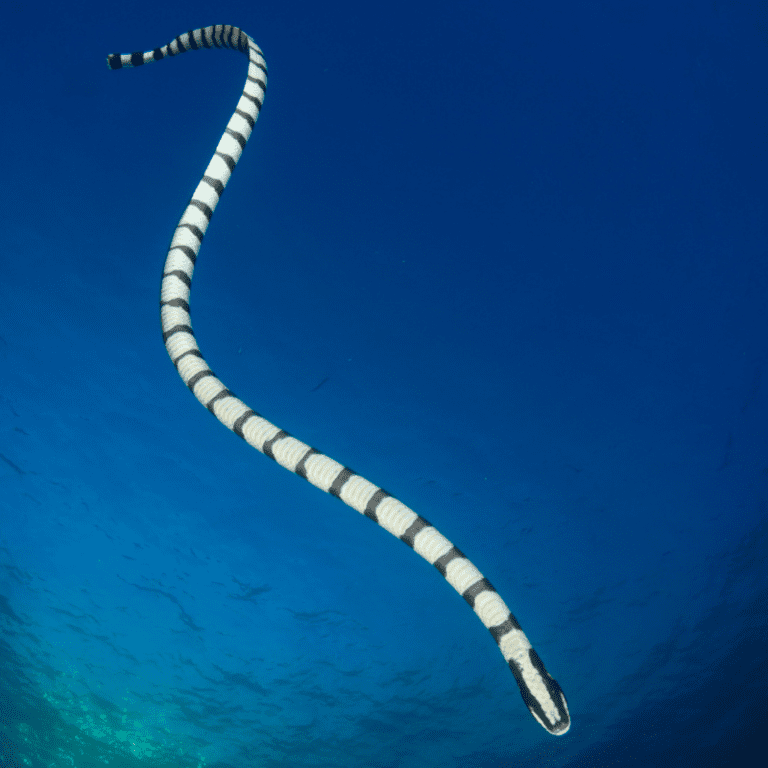 Faint Banded Sea Snake Information - Petrapedia