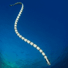 Faint Banded Sea Snake Information - Petrapedia