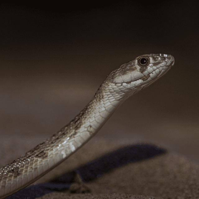 Saw-Scaled Viper Information - Petrapedia