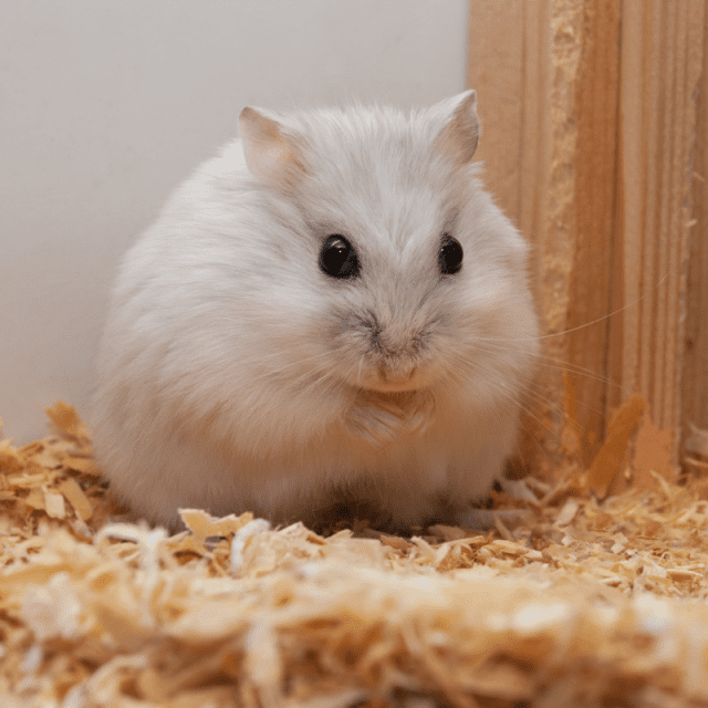 Can Hamsters Eat Cucumber? (Best Practises) - Petrapedia