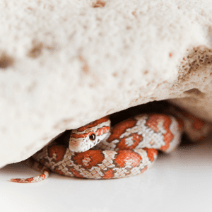 Are Snakes Cold-blooded? (Ectothermic) - Petrapedia