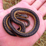 11 Small Snakes For Beginners (Easy Handling & Care) - Petrapedia
