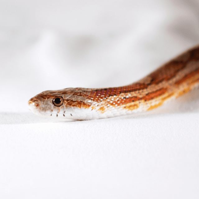 Corn Snake Information - Petrapedia