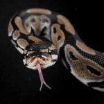 Are Snakes Carnivores? Feeding Habits, Hunting Methods - Petrapedia