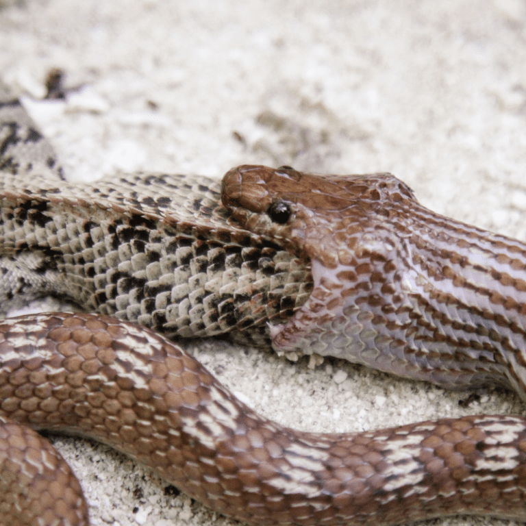 How Are Snakes Able To Swallow Large Prey? - Petrapedia