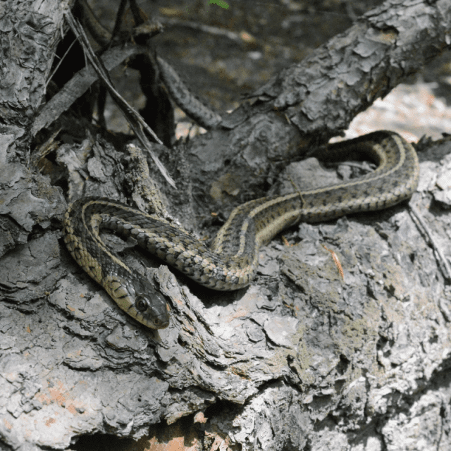 Do Snakes Sleep? (Sleeping Habits) - Petrapedia