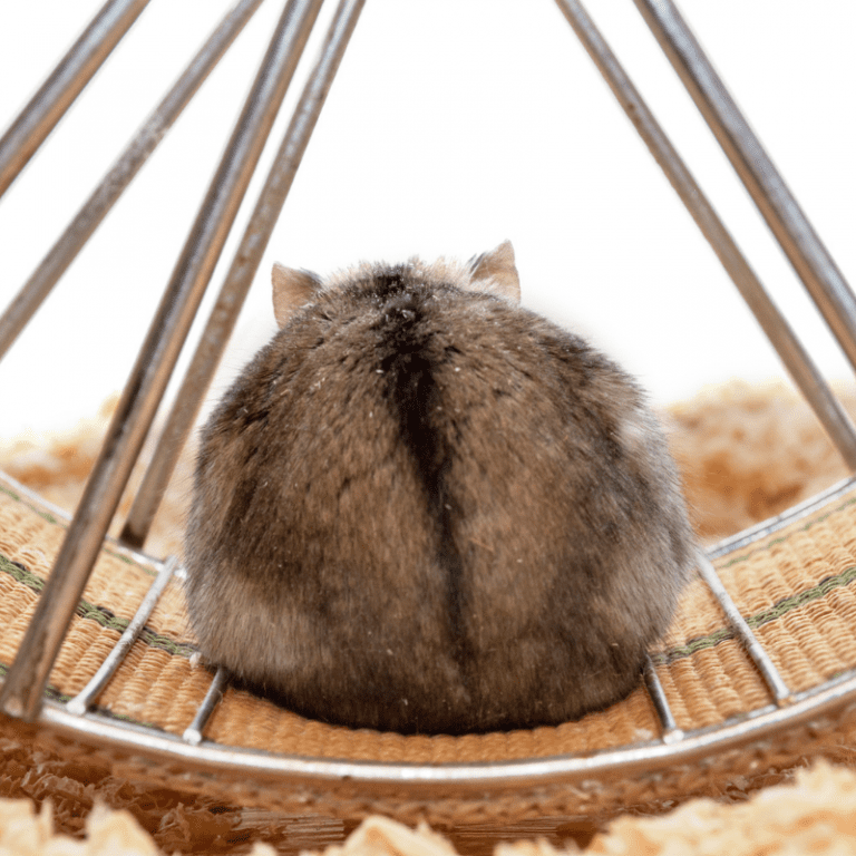 Chinese Dwarf Hamster Information - Petrapedia