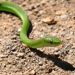 11 Small Snakes For Beginners (Easy Handling & Care) - Petrapedia